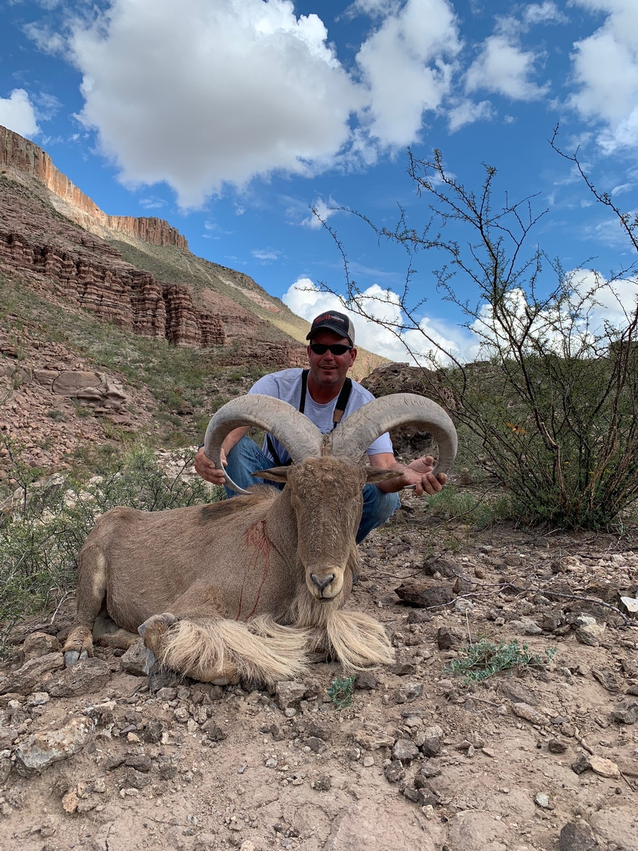 Texas Aoudad Sheep Hunts | All Seasons Guide Service