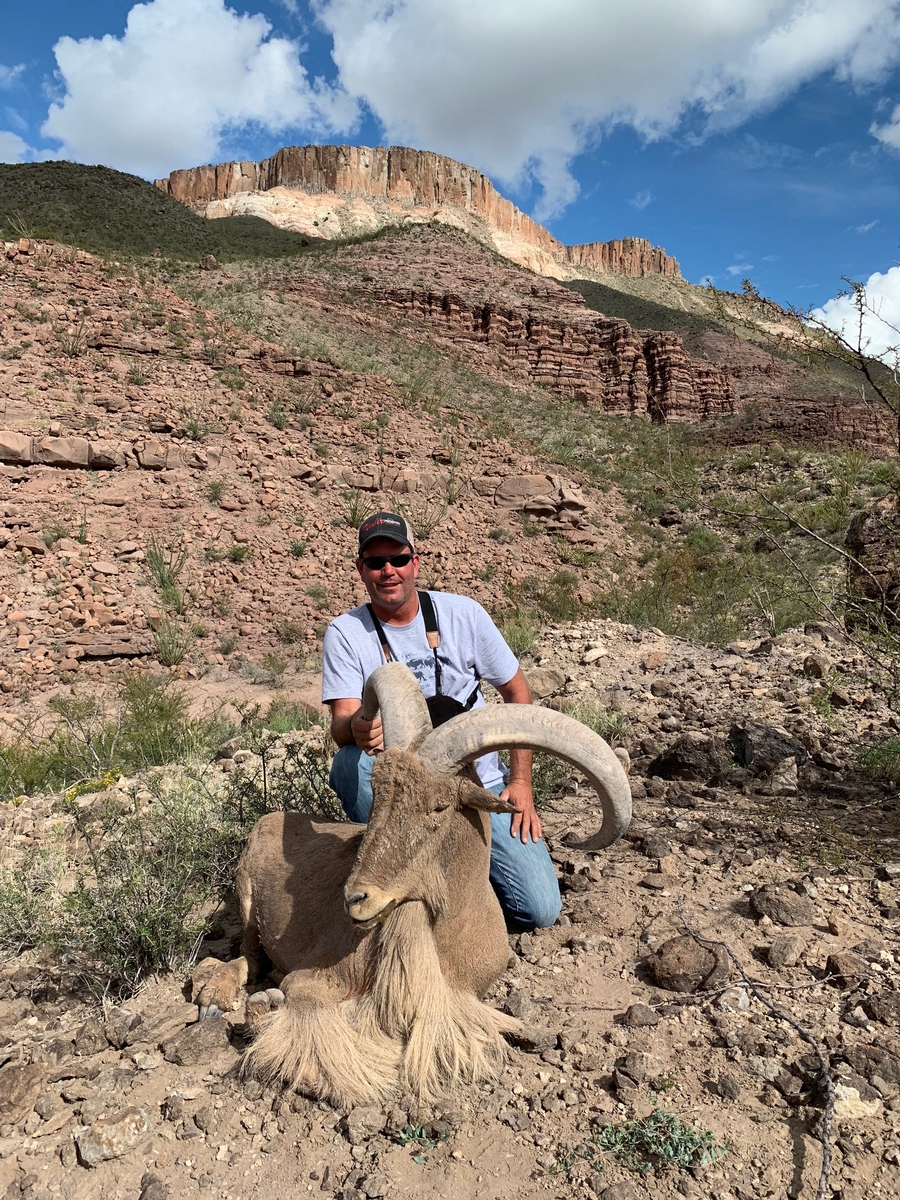 Texas Aoudad Sheep Hunts | All Seasons Guide Service